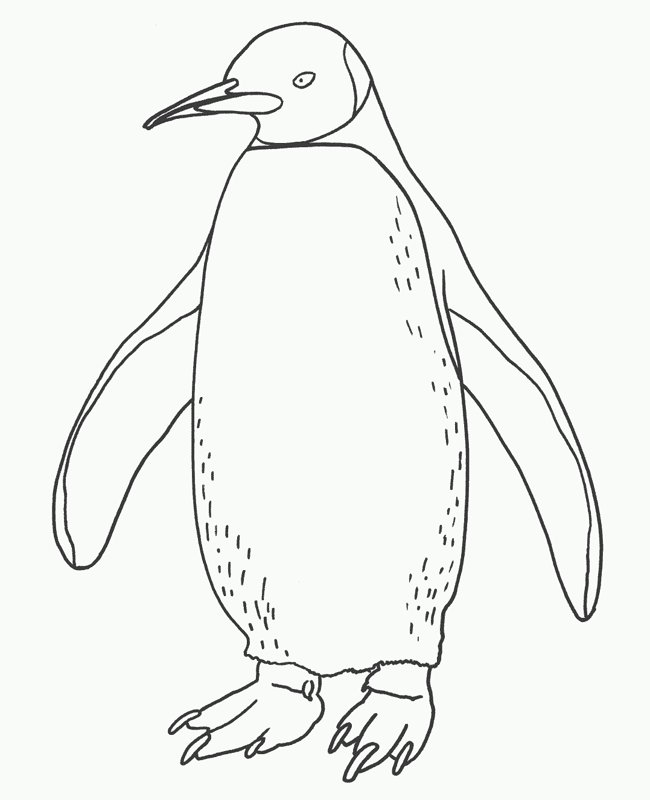 Planșe de colorat cu Pinguin - FiseDeColorat.ro - Fișe de colorat ...